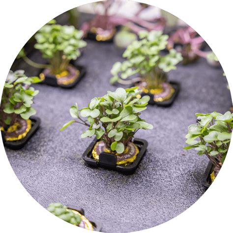 Microgreens Variety Pack Hydroponic Indoor Gardens