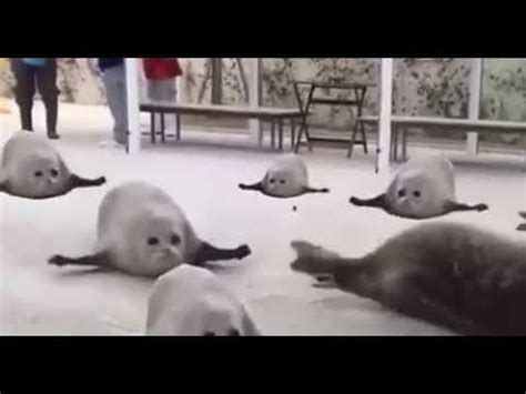 Seals Dancing Youtube