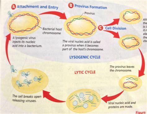 Drawing Lytic And Lysogenic Cycles Mr Holmes Biology