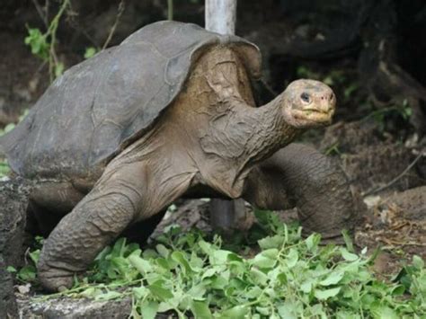 The Tragic Tale Of The Pinta Island Tortoise Lonesome George And A