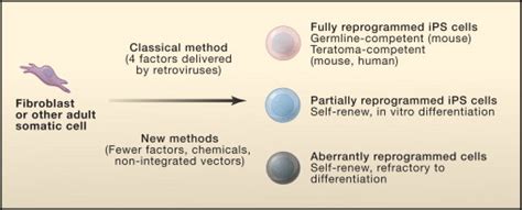 A Fresh Look At Ips Cells Cell