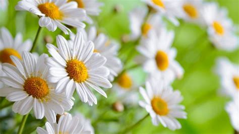 Maple Tree Root System Everything To Know Before Planting Peppers