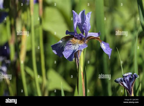 Iris In Bloom Stock Photo Alamy