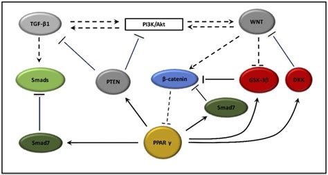 Interactions Between Tgf β1 Canonical Wntβ Catenin Pathway And Ppar γ In Radiation Induced