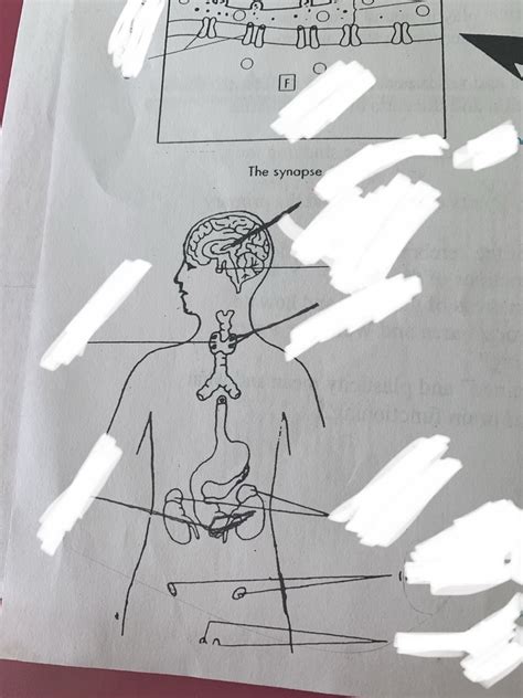 Psych Diagram 2 Diagram Quizlet
