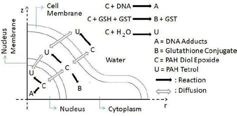 Diagram Of Quarter Part Of An Axi Symmetric Cell Not To Scale
