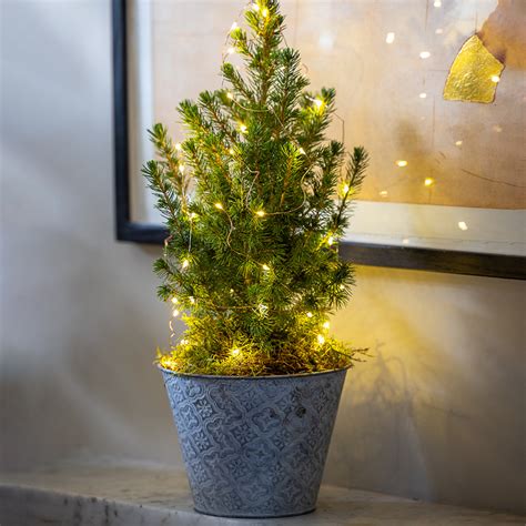 Mini Potted Christmas Trees