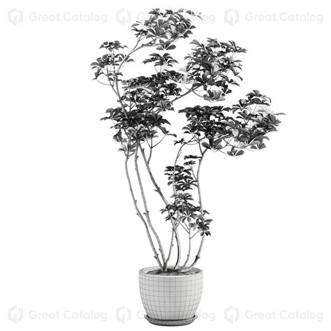 Potted Plant Schefflera 3d Model Greatcatalog 59123