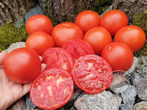 Купить семена томатов Rumcajs Румцайс