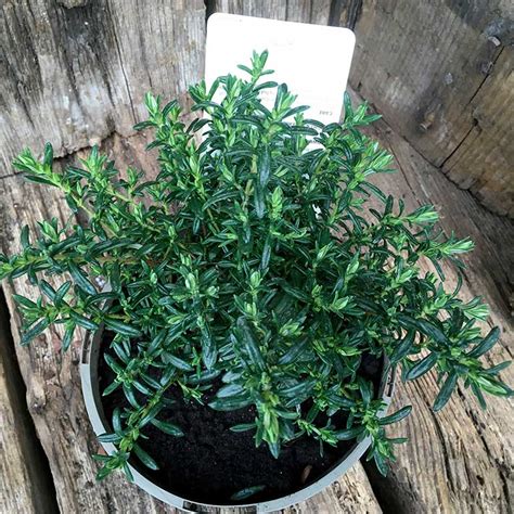 Halimium Libanotis Markeaton Garden Centre
