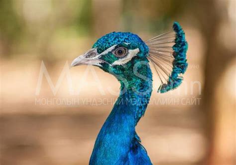 Титэмт шувуу тогос