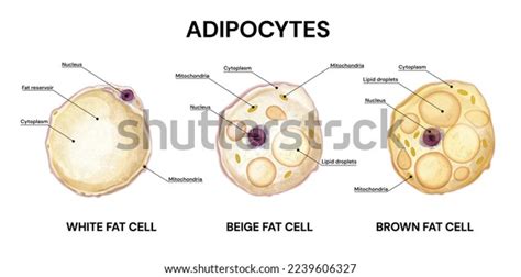 Adipocytes Types Lipocytes Fat Cells White Stock Vector Royalty Free