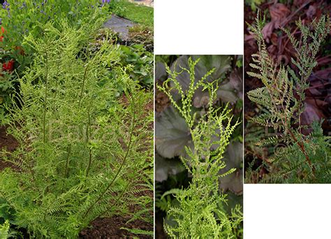 Ziemcietes Ozolpaparde Melnā Linearis Polydactyla Stādu Audzētava Baižas