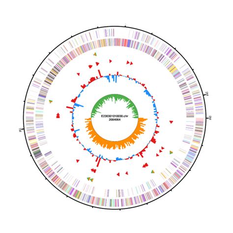 基于三代测序的细菌基因组完成图 上海慕柏生物医学科技有限公司