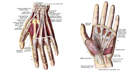 Anatomy Of The Hand Karens Whimsy