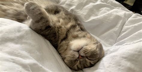 Cozy In Bed R Curledfeetsies
