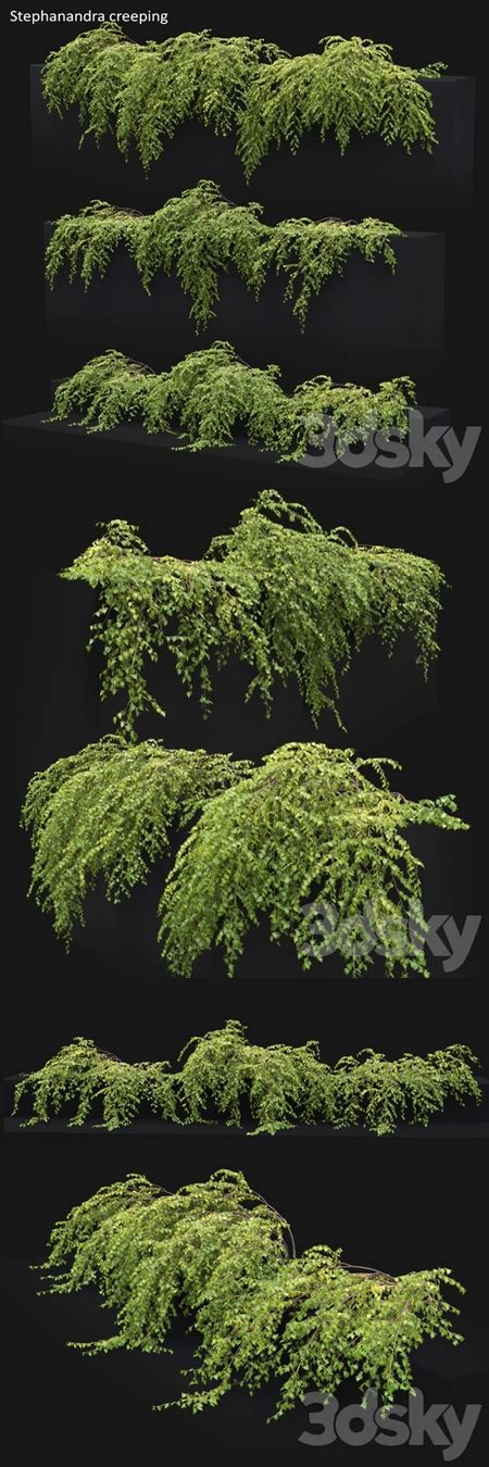 Stephanandra 2 Down3dmodels