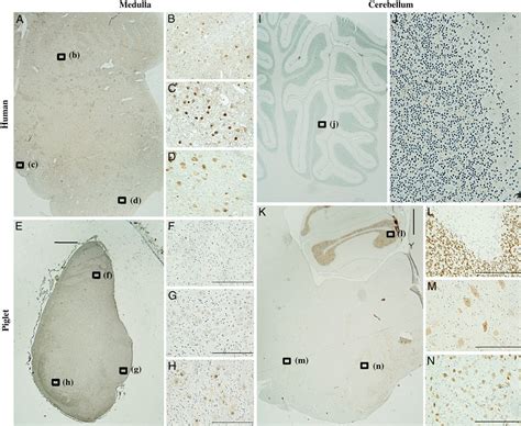 Applied Immunohistochemistry And Molecular Morphology