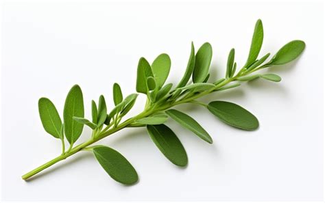 Premium Ai Image Thyme Leaf Against Transparency