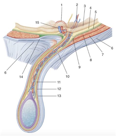 Spermatic Cord Diagram Quizlet