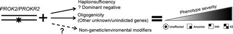 Variable Expressivity And Incomplete Penetrance In Subjects With Prokr2
