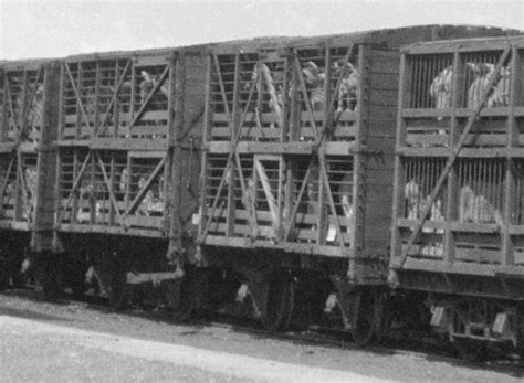 Class C Class N Before 1900 Sheep Trucks