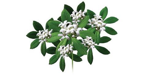 Sweet Woodruff Sawan Books