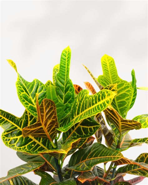 Croton Oakleaf Buy Vibrant Indoor Plants Online Mygreenscape