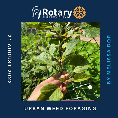 Urban Weed Foraging — Rotary Elizabeth Quay