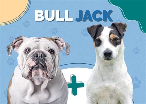 Bull Jack Dog Temperament
