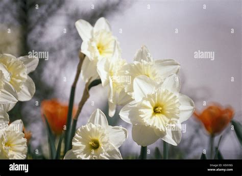 Flowers Narcissi Narcissus Blossoms Daffodil Daffodils Narcissus