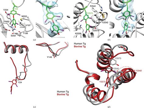 Iucr The Structure Of Natively Iodinated Bovine Thyroglobulin