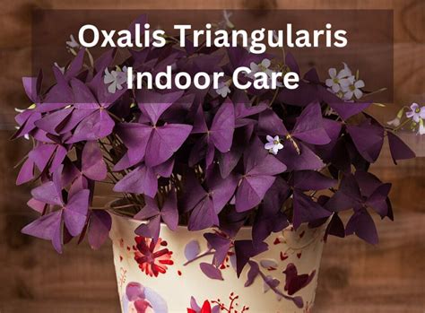 Oxalis Triangularis Indoor Care Basic Guidelines