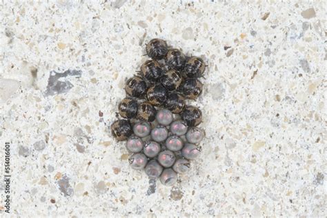 Eggs And Group Of Young Larvae After Hatching Of The Mottled Shieldbug
