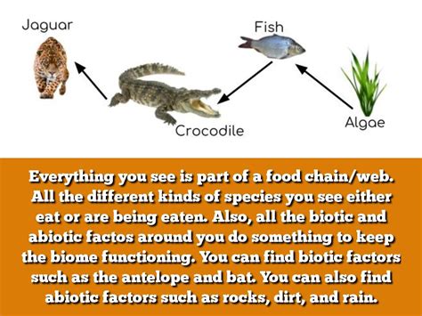 Tropical Rainforest Food Chain