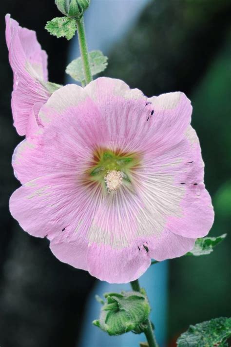 무료 이미지 꽃잎 여름 식물학 정원 담홍색 플로라 야생화 매크로 사진 꽃 피는 식물 마 로우 주식 장미 아가씨 꽃 연간 공장 육상 식물