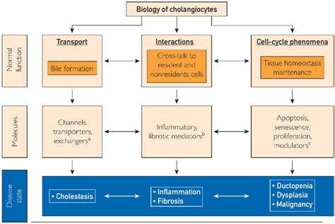 Figure 1 From The Cholangiopathies Semantic Scholar