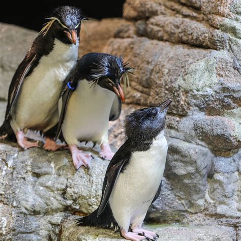 Rockhopper Penguin Habitat Rockhopper Penguin Facts Diet Habitat