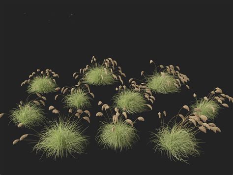 Artstation Cortaderia Richardii Toetoe Resources