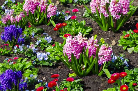 How To Say Hyacinth Flower At Jake Spragg Blog