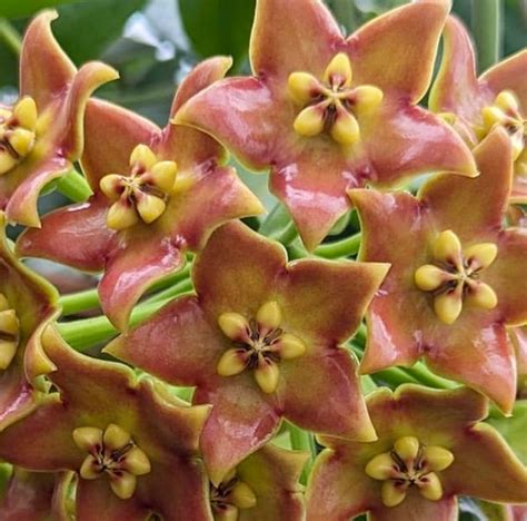 Hoya Affinis H334 Hoya Store Australia