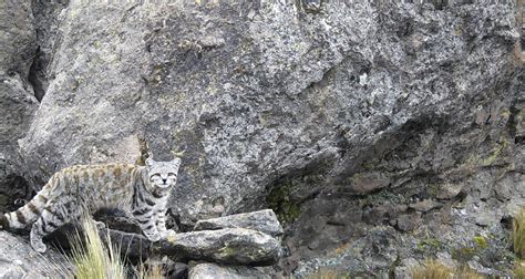 Bringing The Forgotten Small Wildcats Of Latin America Into The Light