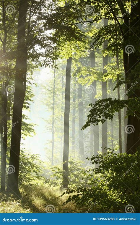 Deciduous Forest Oak Tree