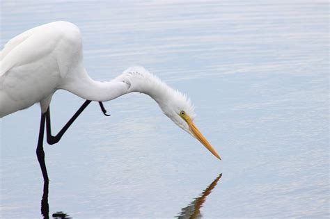 새 백로 강 Pixabay의 무료 사진 Pixabay 새 백로 강 Pixabay의 무료 사진 Pixabay