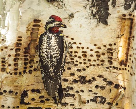 Fun Facts Weird World Of Woodpeckers — Edmonton And Area Land Trust
