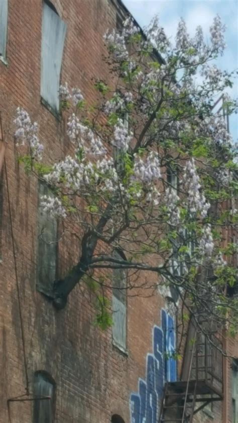My Dad And I Found This Tree Growing Out Of A Building R Mildlyinteresting
