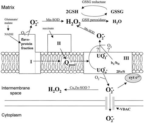 Scheme Showing The Topology Of Superoxide And Hydrogen Peroxide
