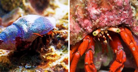 8 Common Types Of Saltwater Crabs For Reef Tanks
