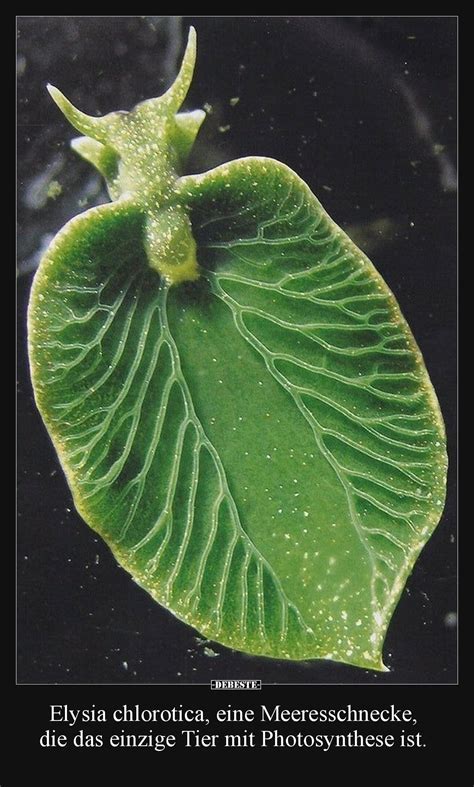 Elysia Chlorotica Eine Meeresschnecke Die Das Einzige Tier Mit