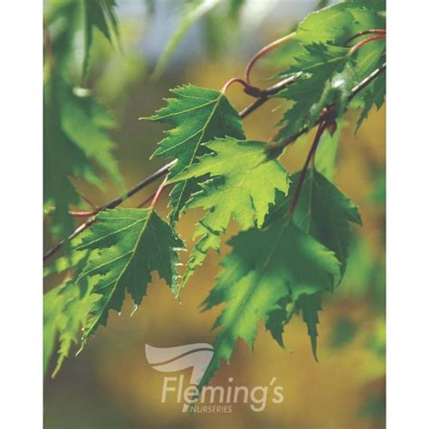 Betula Pendula Dalecarlica